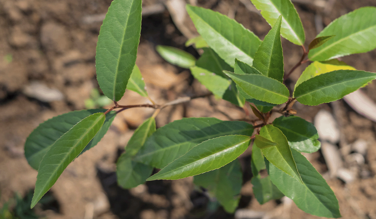 Every tree counts: monitoring the Hongera Reforestation Project